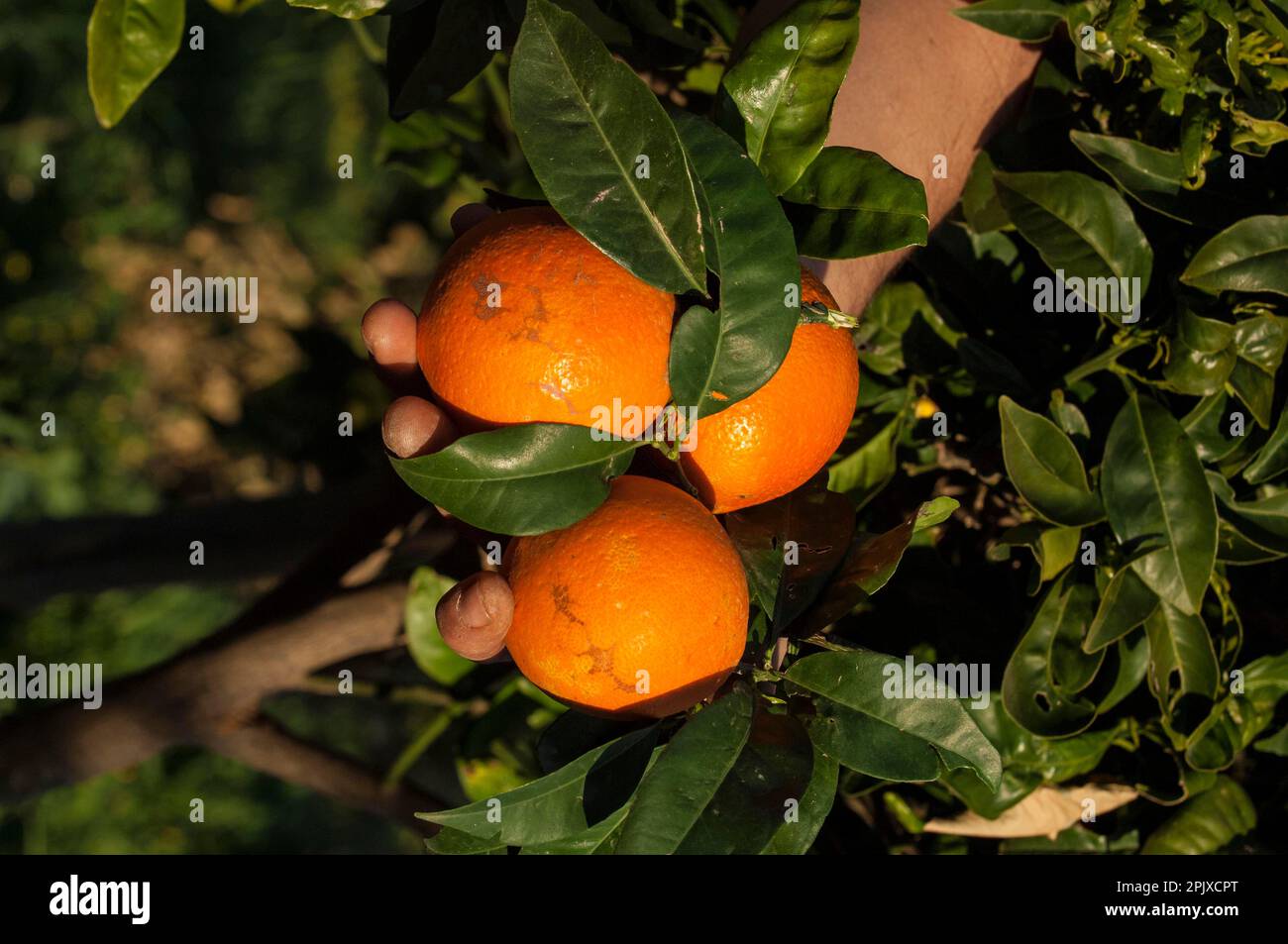 Hands picking oranges from trees, Sicily, Italy, Europe Stock Photo - Alamy