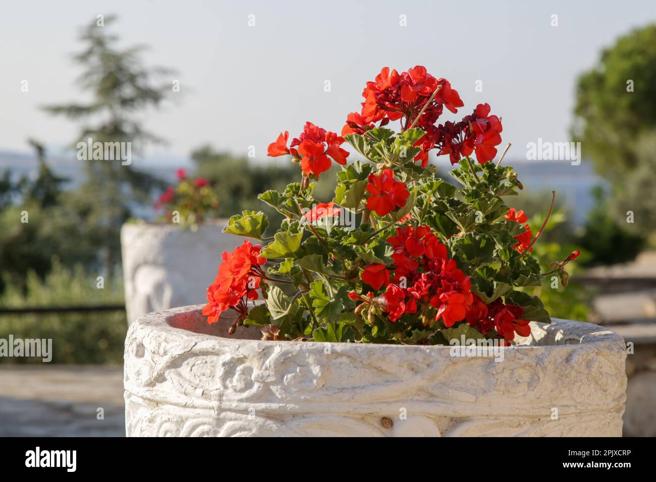 Red flowers in a pot hi-res stock photography and images - Alamy