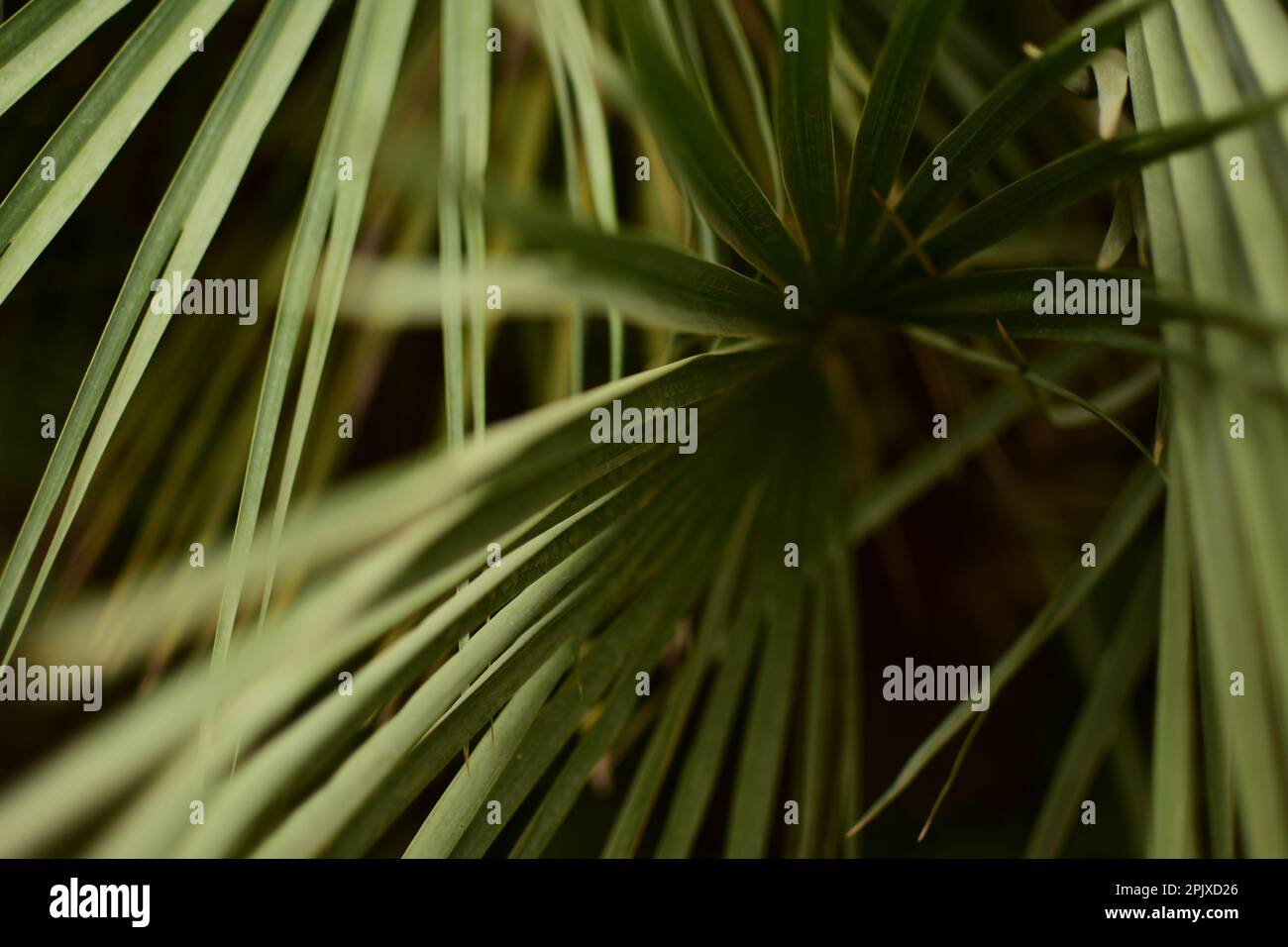 A vibrant green plant with long, slender leaves Stock Photo - Alamy
