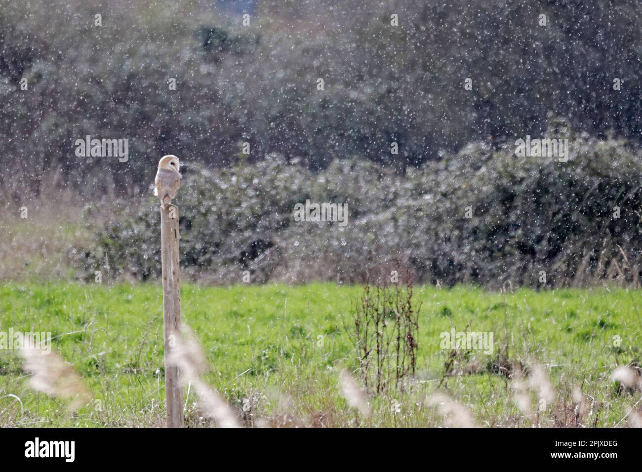 Barn Owl on a post in the rain at Thornham Norflok Stock Photo - Alamy