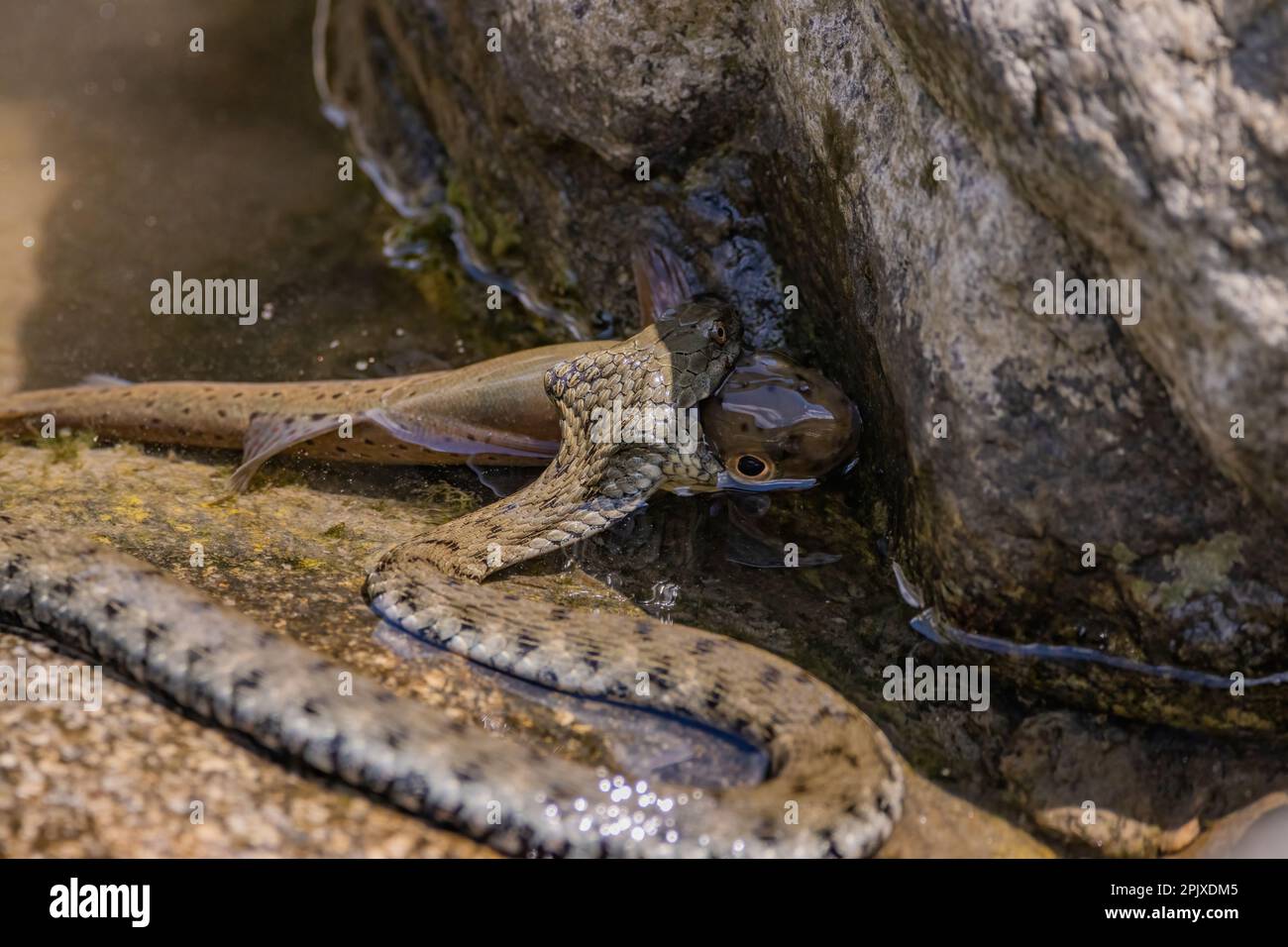 A wild grass snake is shown in the act of biting a trout fish in the ...