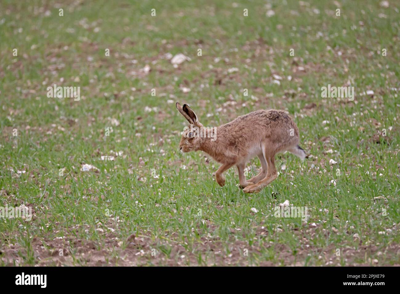 Brown Hare running in Norfolk UK Stock Photo - Alamy