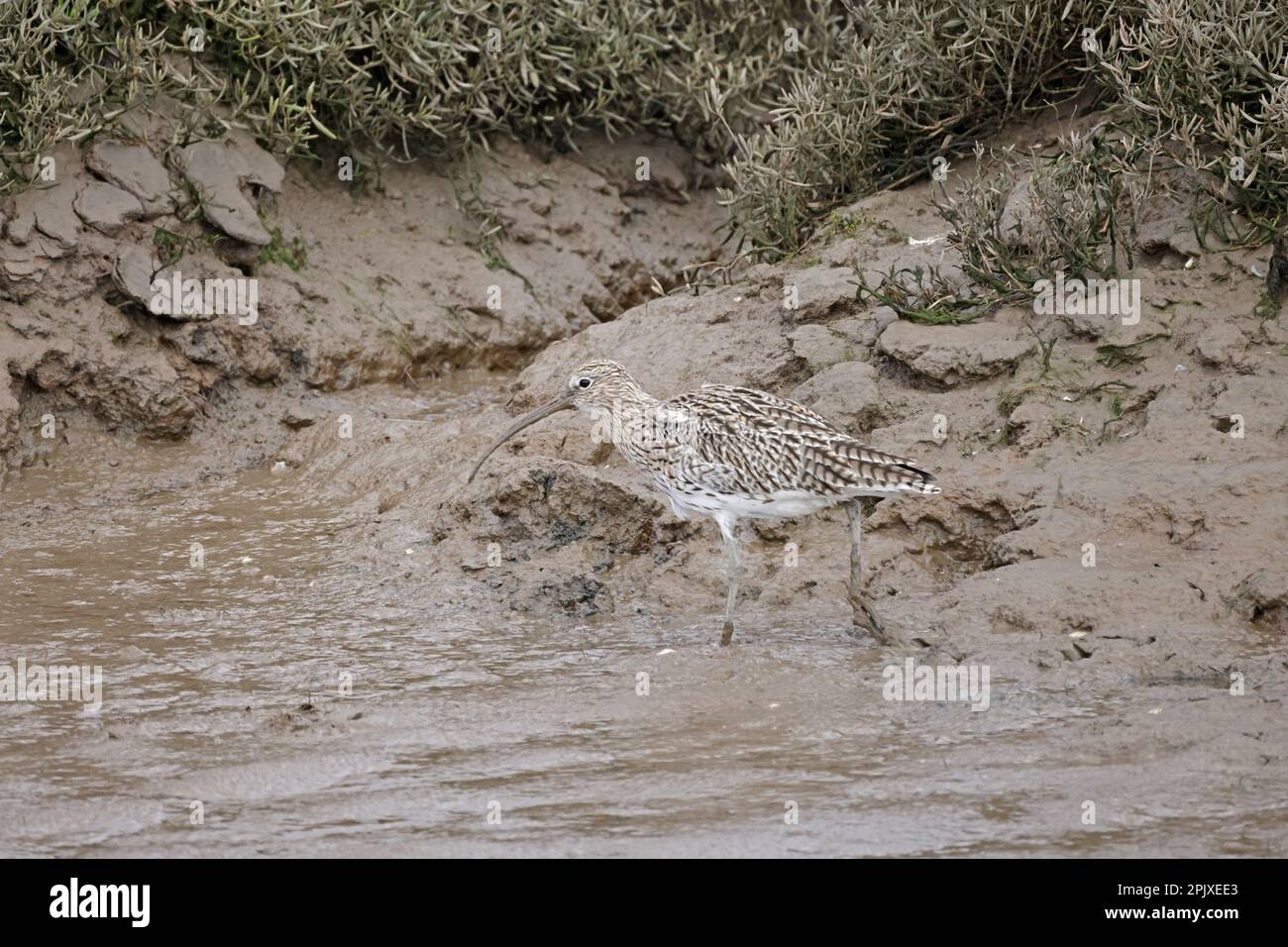 Muddy ditch hi-res stock photography and images - Alamy