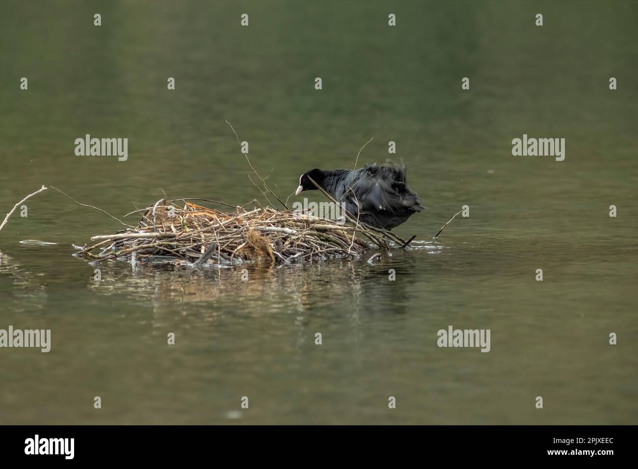 Coots are medium-sized water birds that are members of the rail family ...