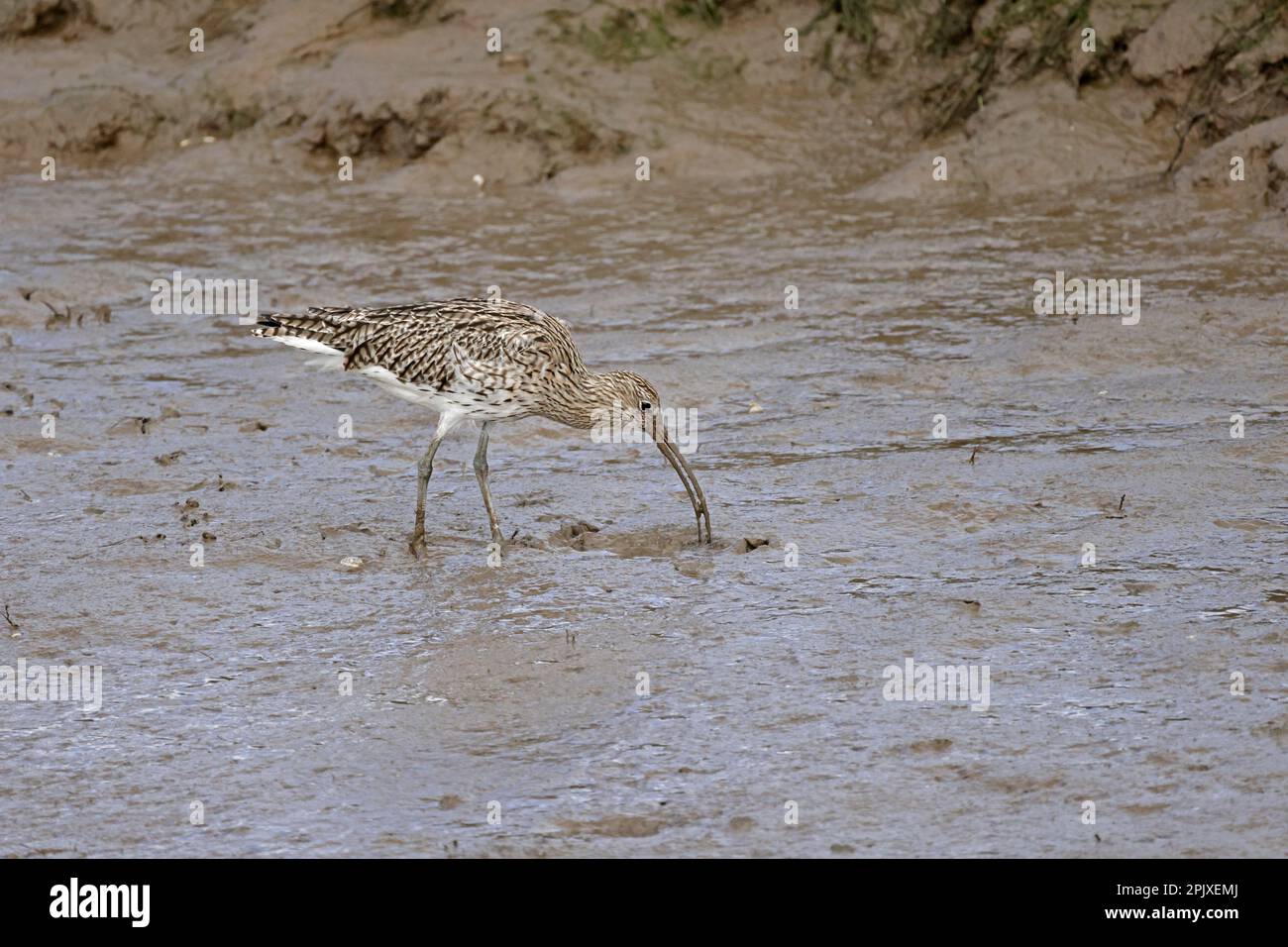 Muddy ditch hi-res stock photography and images - Alamy