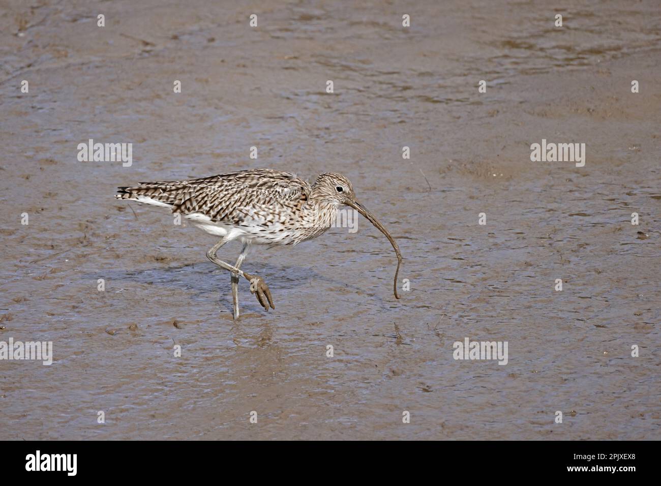 Muddy ditch hi-res stock photography and images - Alamy