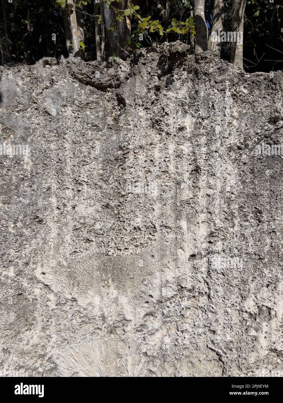A brain coral fossil at Windley Key Fossil Reef Geological State Park ...