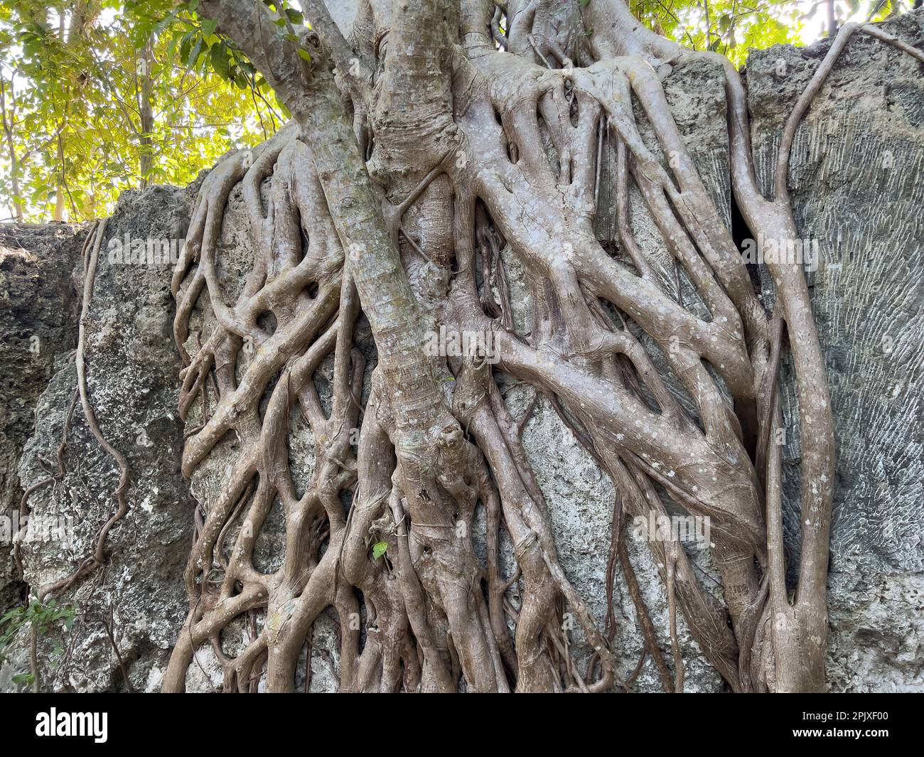 Fossil root hi-res stock photography and images - Alamy
