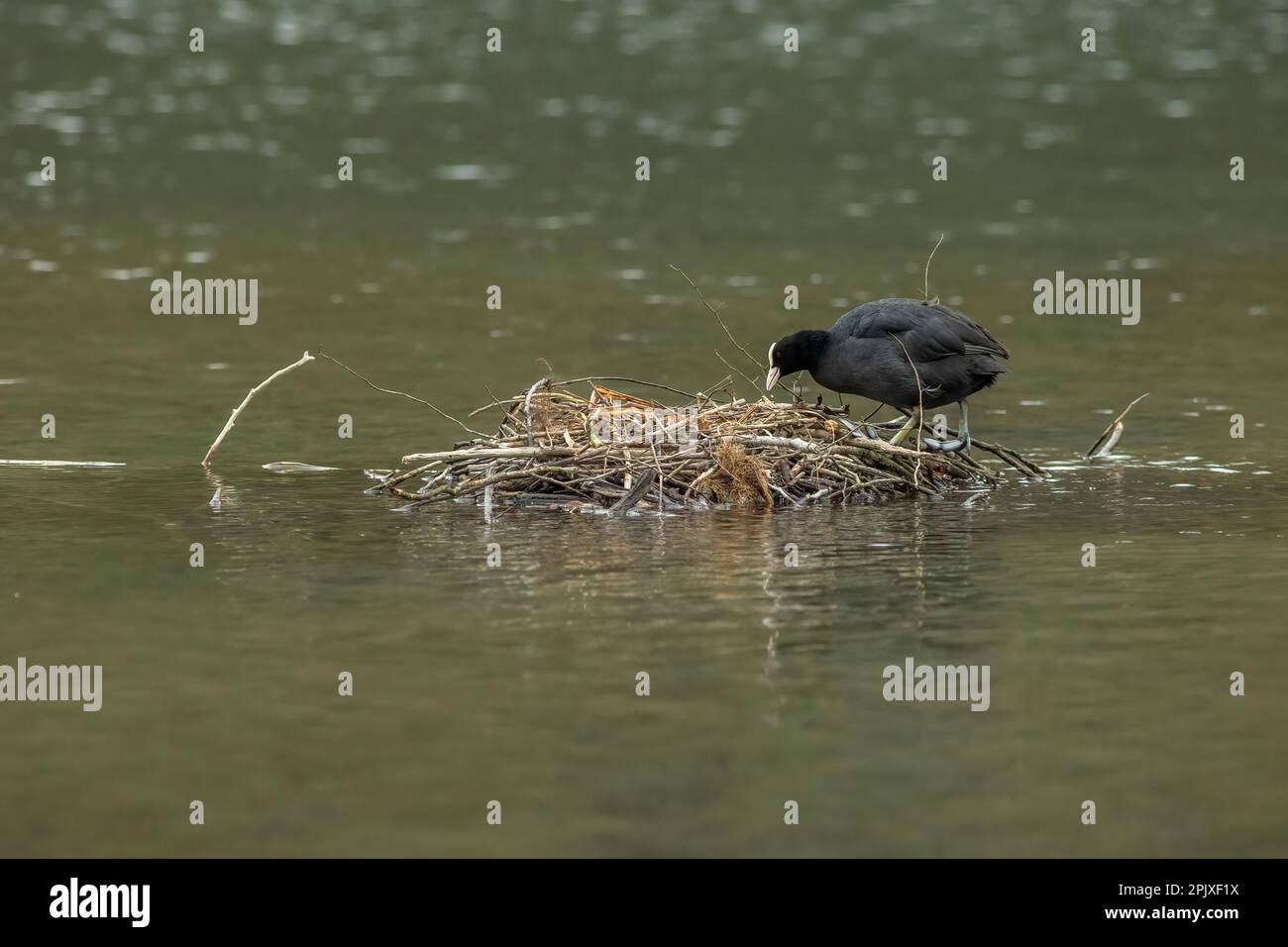 Coots are medium-sized water birds that are members of the rail family ...