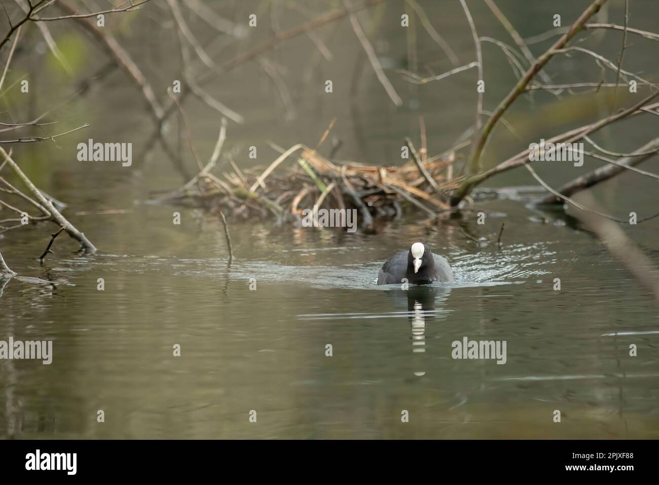 Coots are medium-sized water birds that are members of the rail family ...