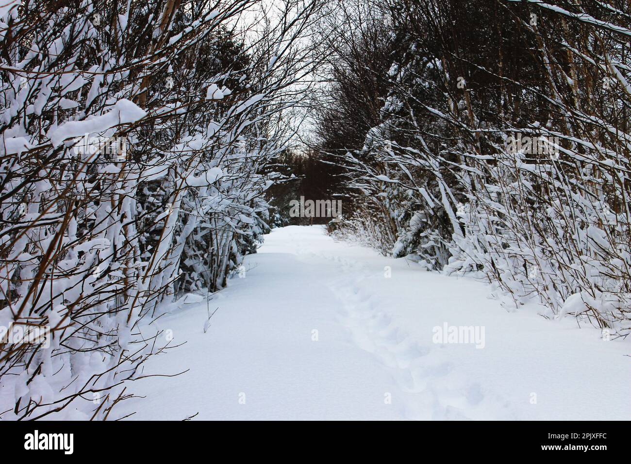A snowcovered walking trail lined with trees covered in a fresh layer ...