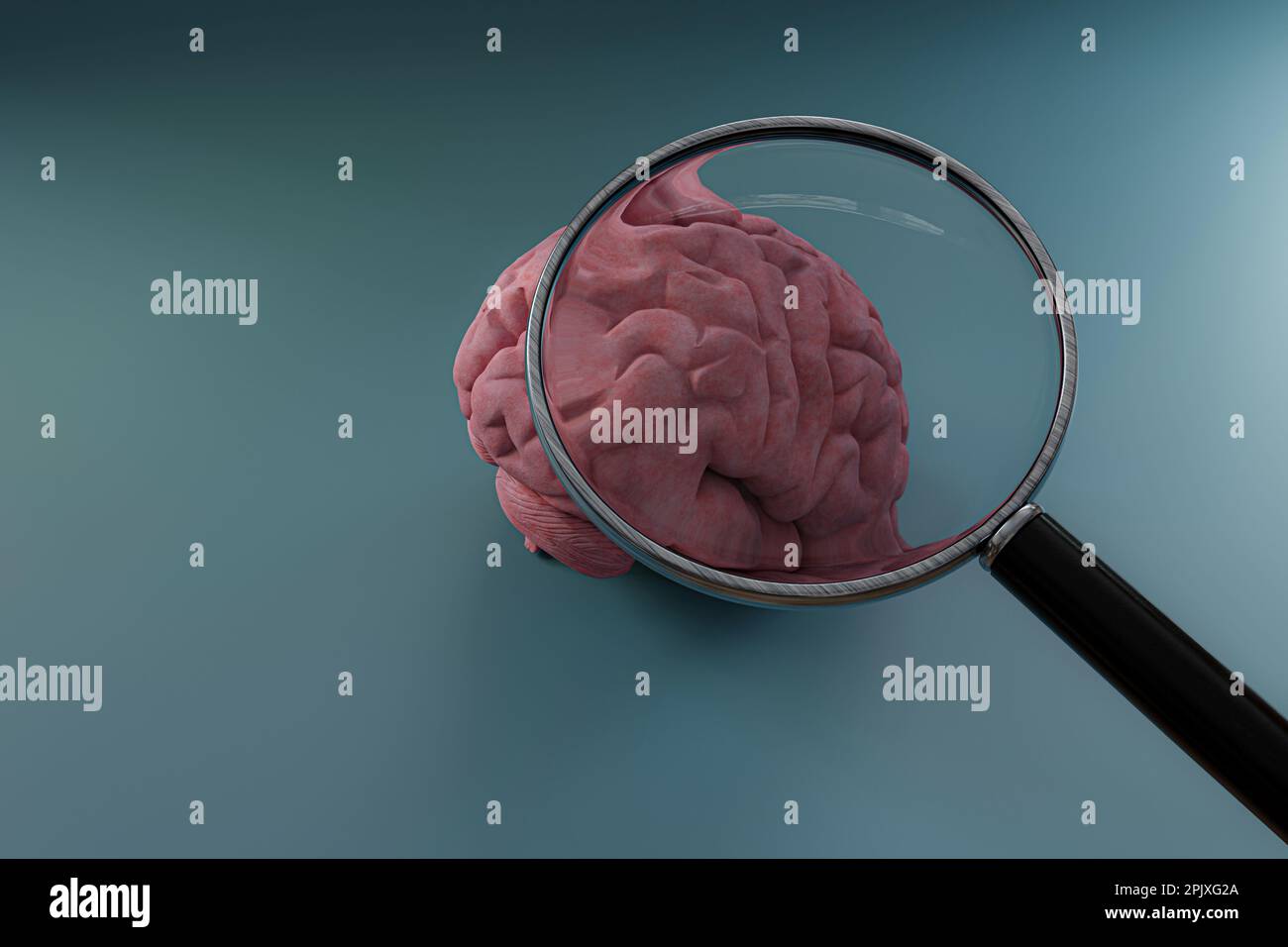 magnifier tool on a human brain 3d illustration Stock Photo - Alamy