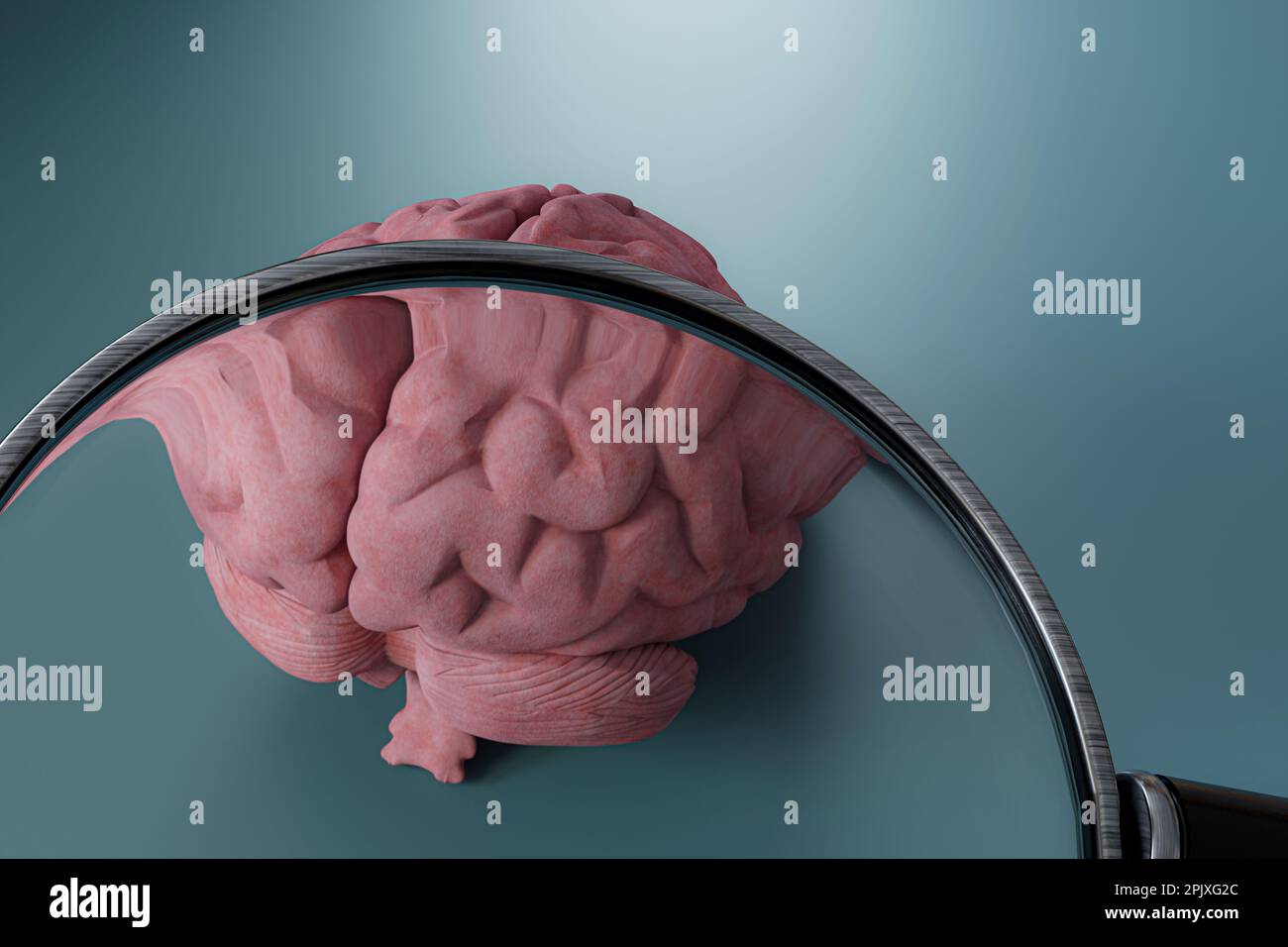 magnifier tool on a human brain 3d illustration Stock Photo - Alamy