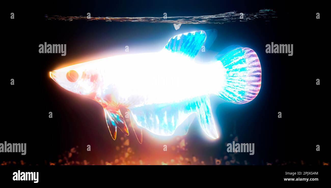 holographic fish isolated on black background 3d illustration Stock ...