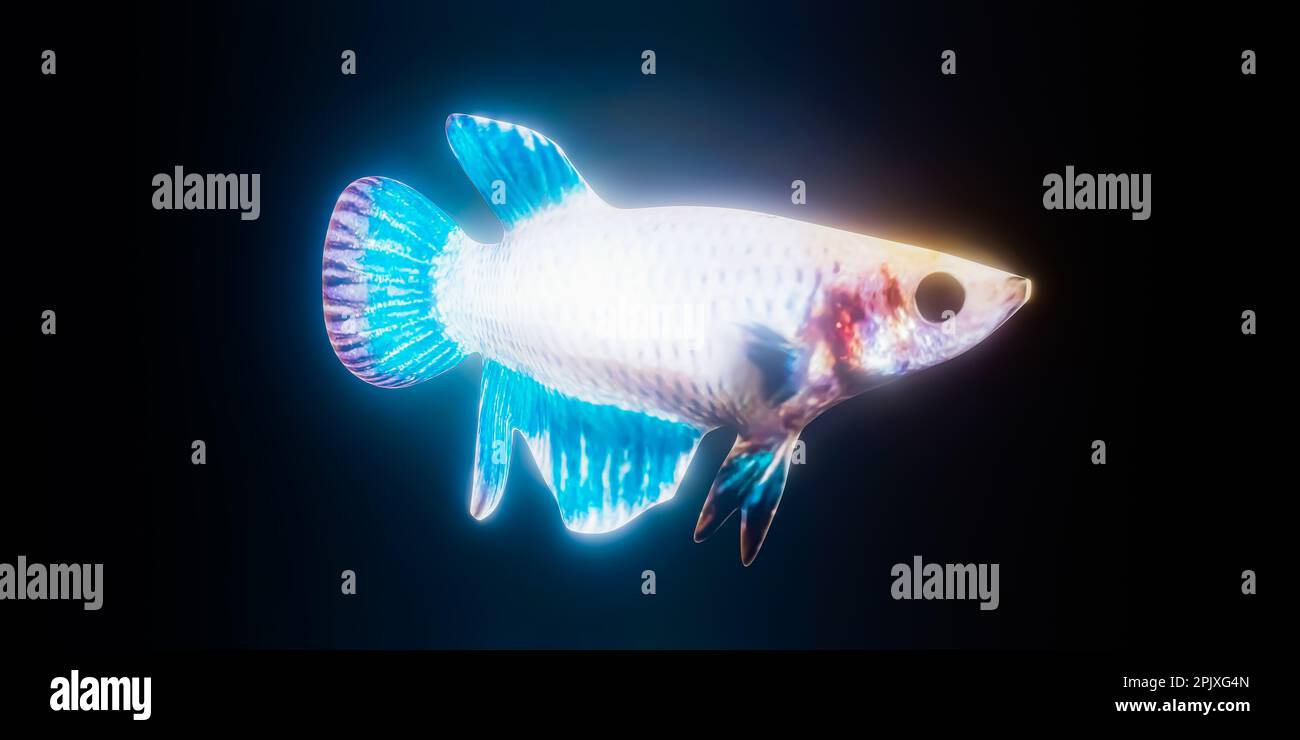 holographic fish isolated on black background 3d illustration Stock ...