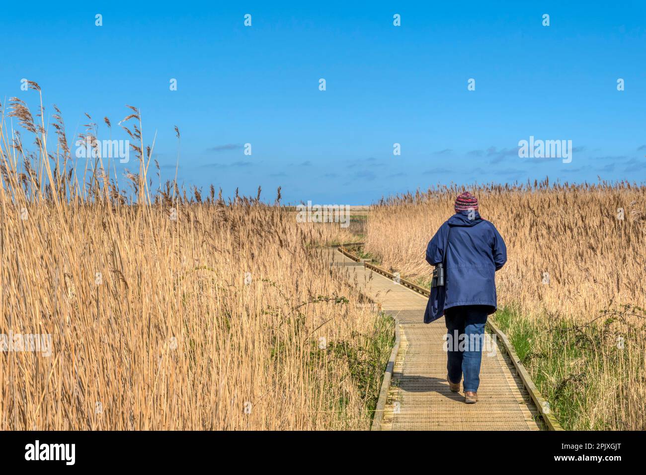 A birdwatcher on a boardwalk through the reeds at Cley Marshes nature ...