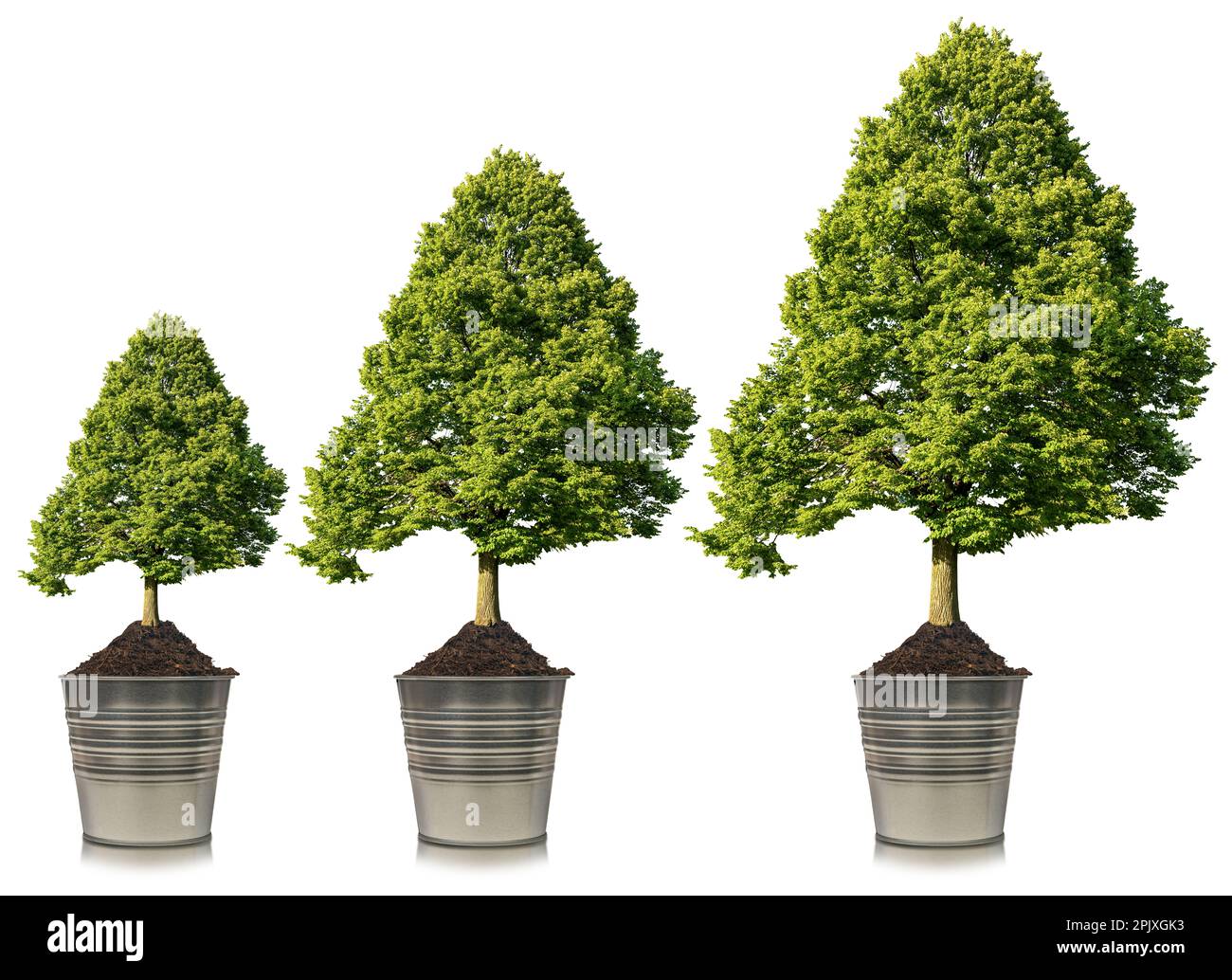 Three beautiful large green trees in the garden pot, isolated on white ...