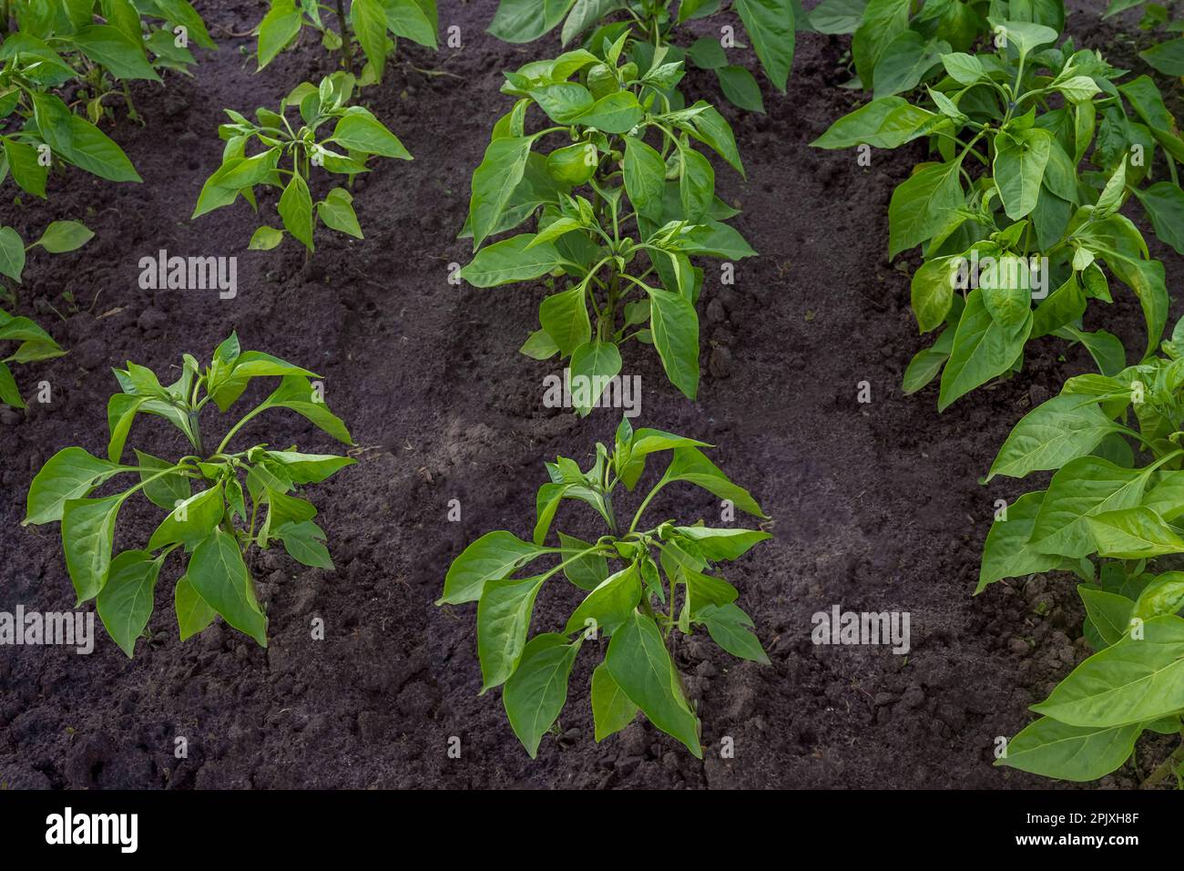 Young pepper bushes. Vegetable cultivation concept. Top view Stock ...