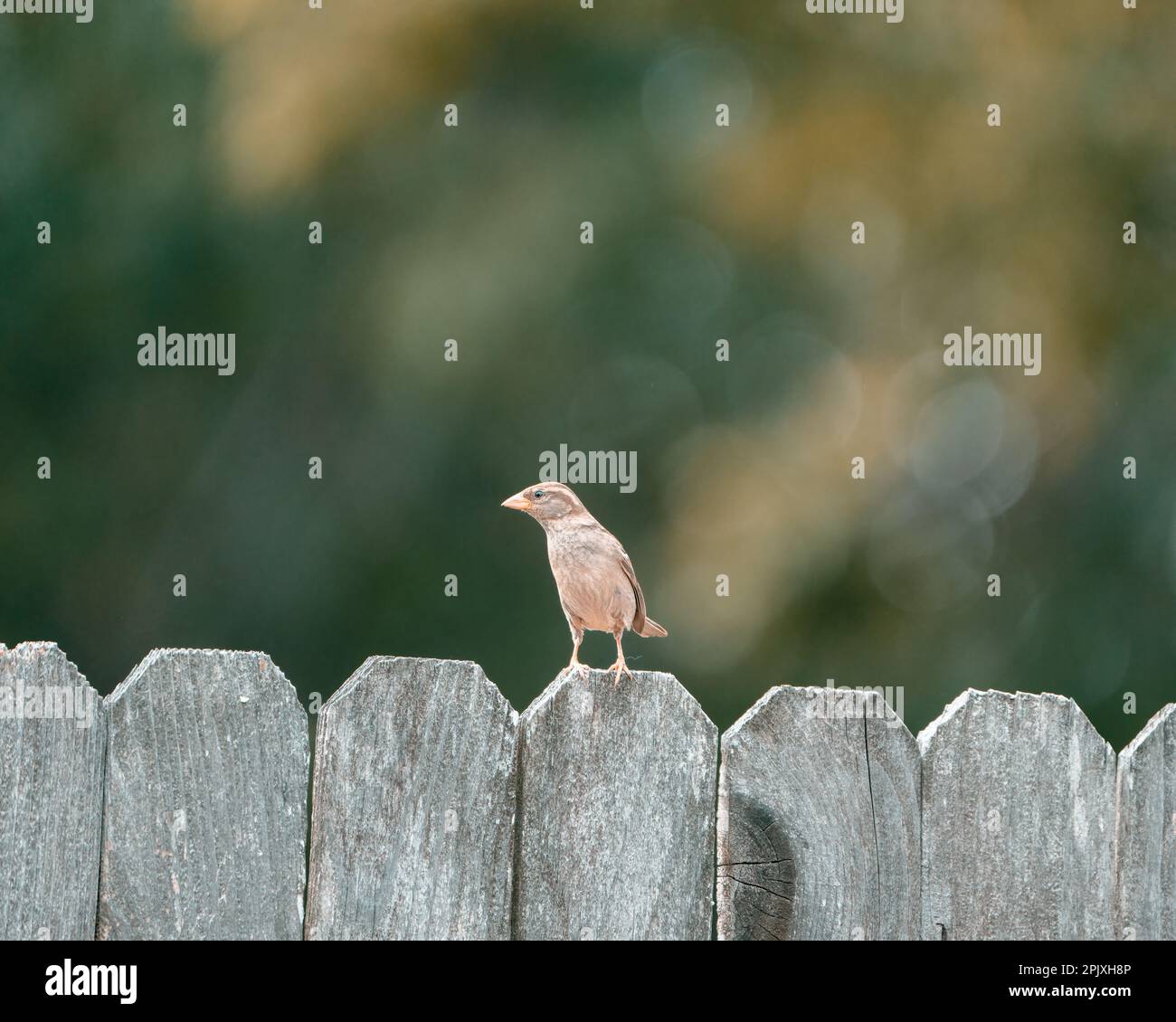 A bird perches atop a wooden fence post Stock Photo - Alamy