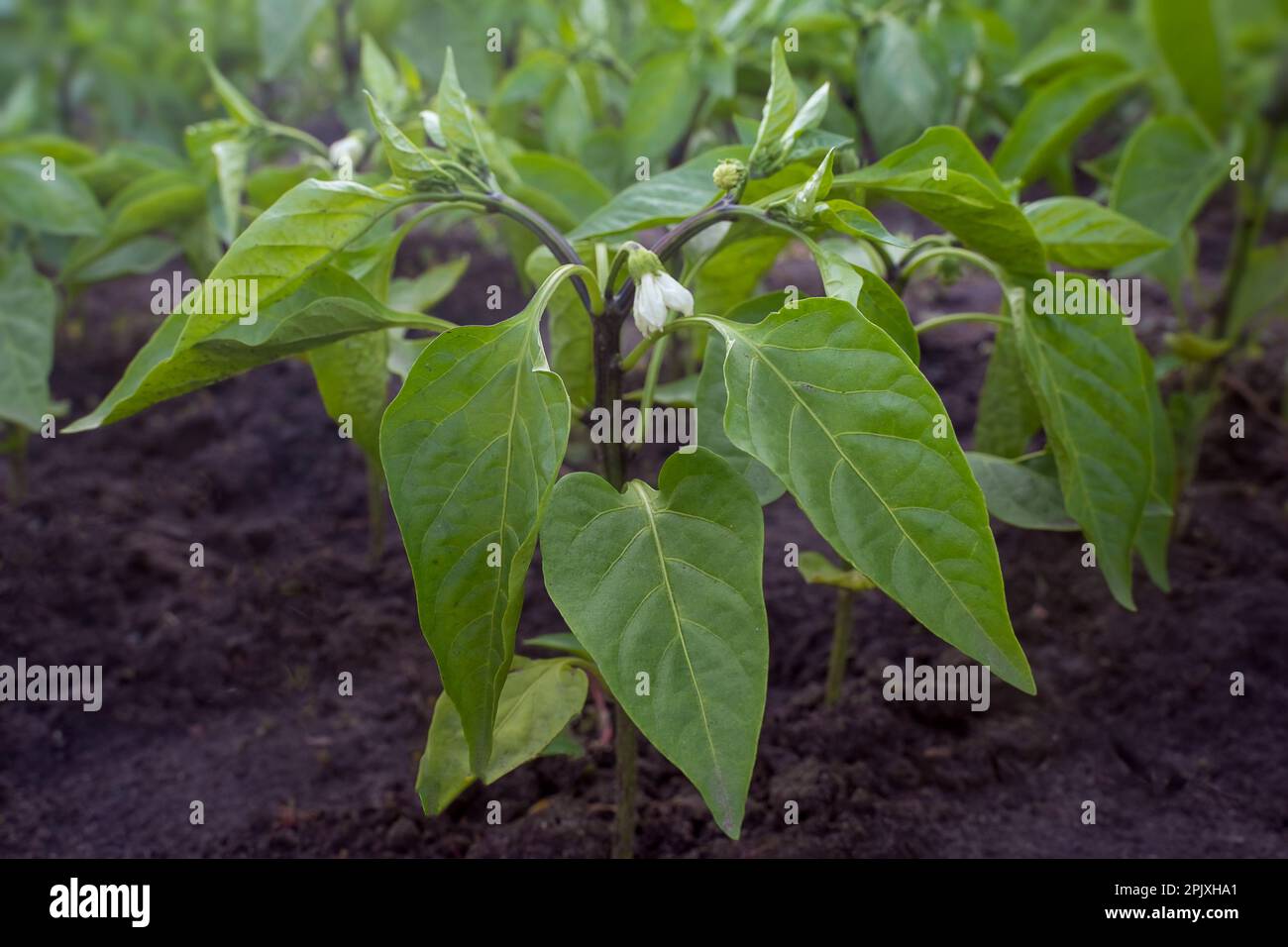 Young pepper bushes. Vegetable cultivation concept. Ground view Stock ...