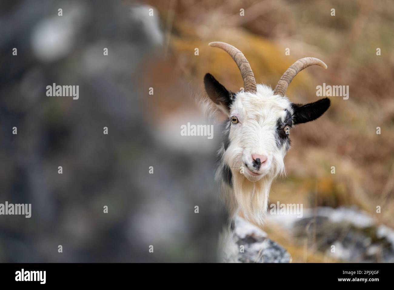 British Wild Goat peering from behind boulder Stock Photo - Alamy