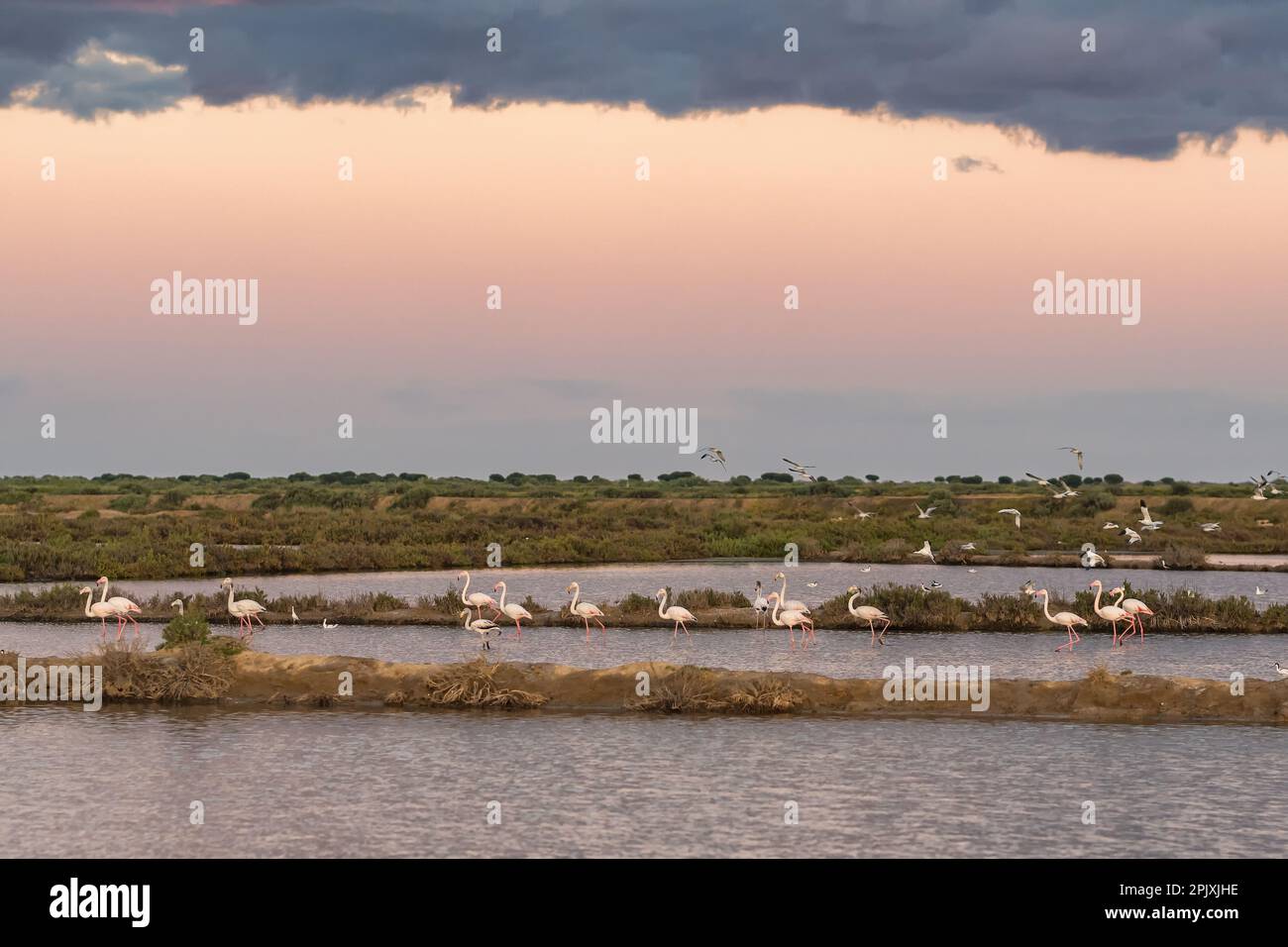 Greater Flamingos in Ria Formosa national park, Algarve, Portugal Stock ...