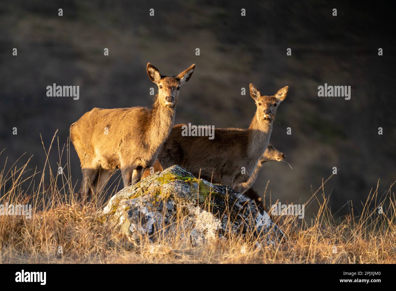 Red deer hinds in scottish hi-res stock photography and images - Alamy