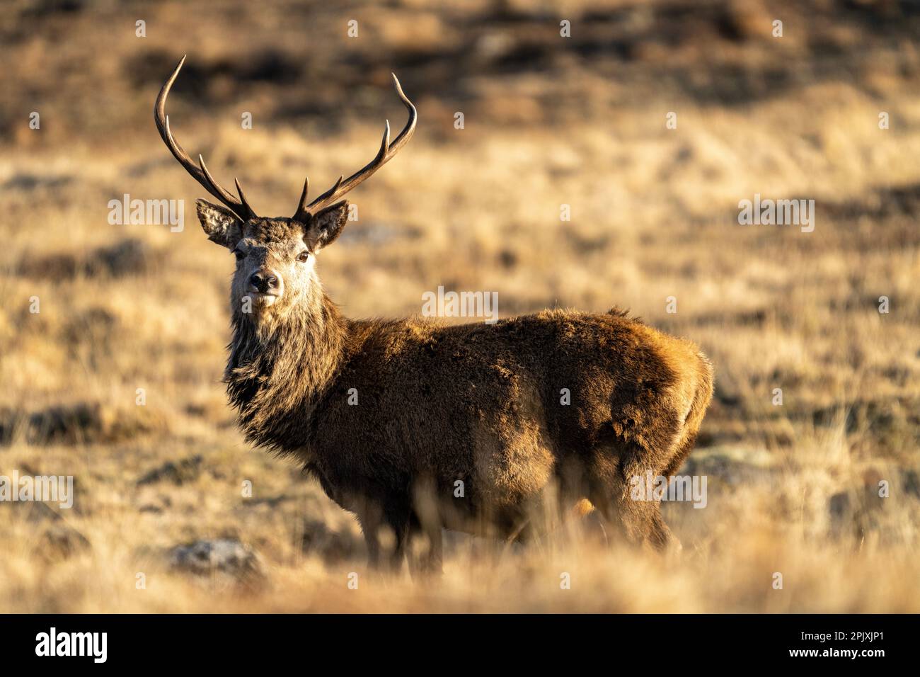 Red deer hinds in scottish hi-res stock photography and images - Alamy