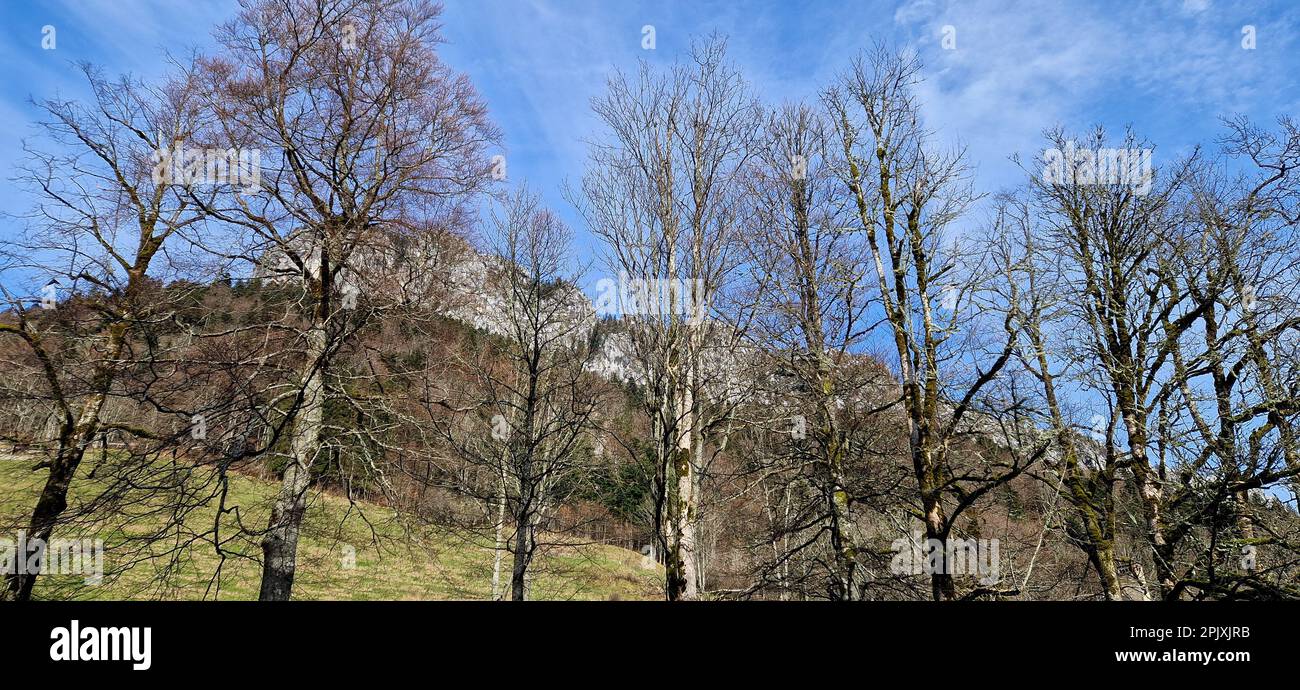 Foret de la grande chartreuse hi-res stock photography and images - Alamy