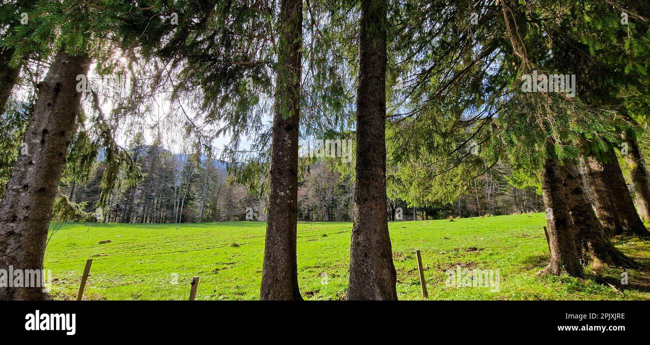 Foret de la grande chartreuse hi-res stock photography and images - Alamy