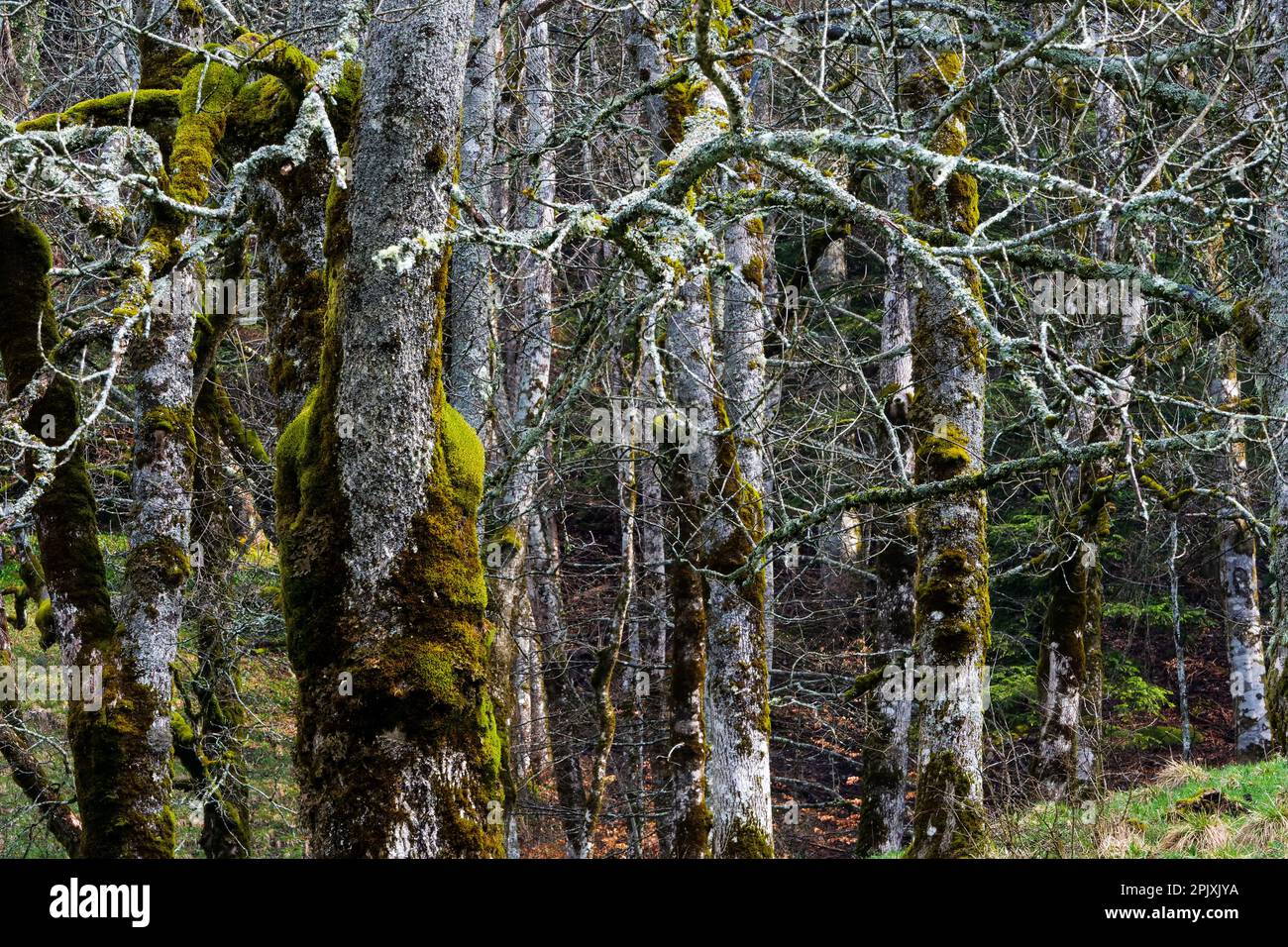Foret de la grande chartreuse hi-res stock photography and images - Alamy