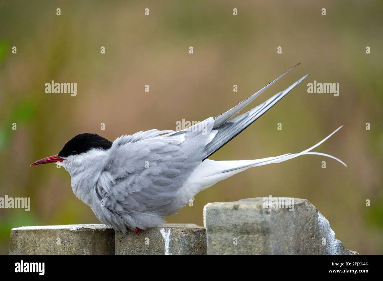 Arctic Tern fluffing its feathers Stock Photo - Alamy