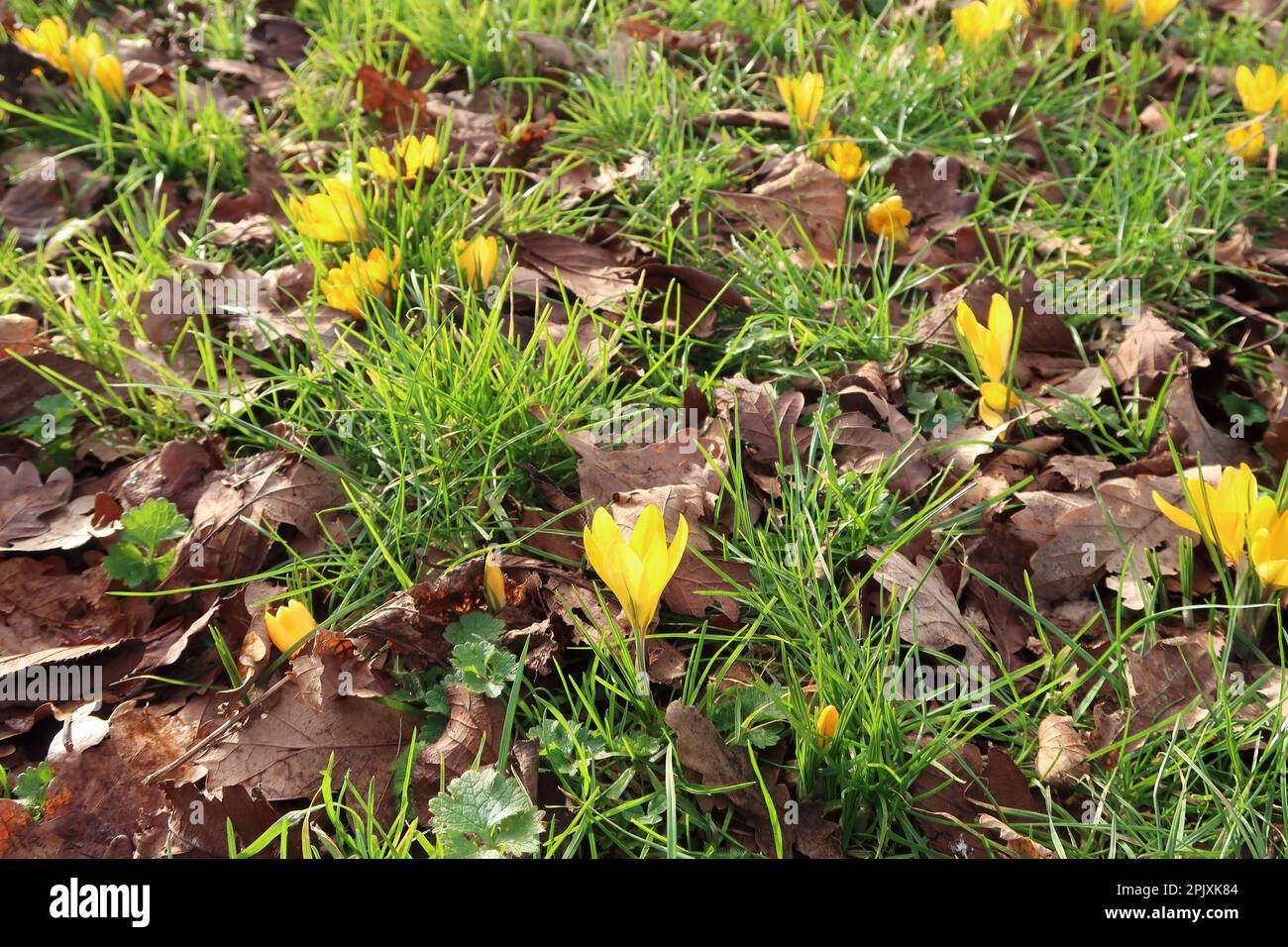 Yellow crocuses growing among grass and fallen leaves in Torre Abbey ...
