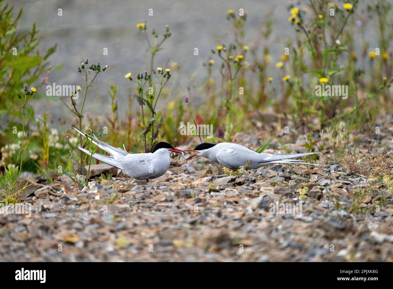 Arctic Tern Food Pass Stage Two Stock Photo - Alamy