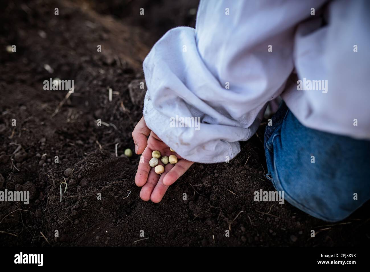 Beginning of new season in rural farm. ?hild carefully plants pea seeds ...