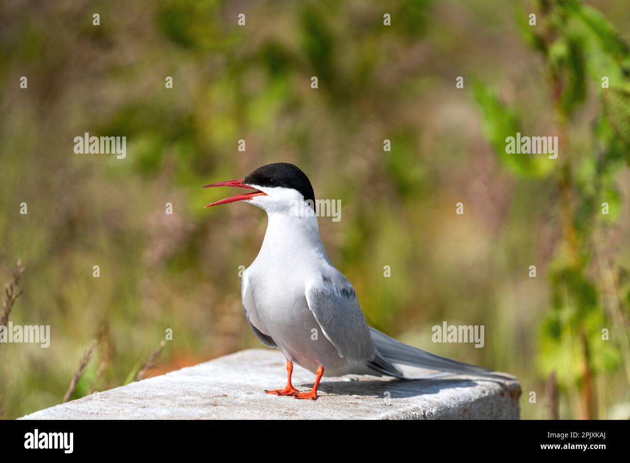 Terns of the world hi-res stock photography and images - Alamy