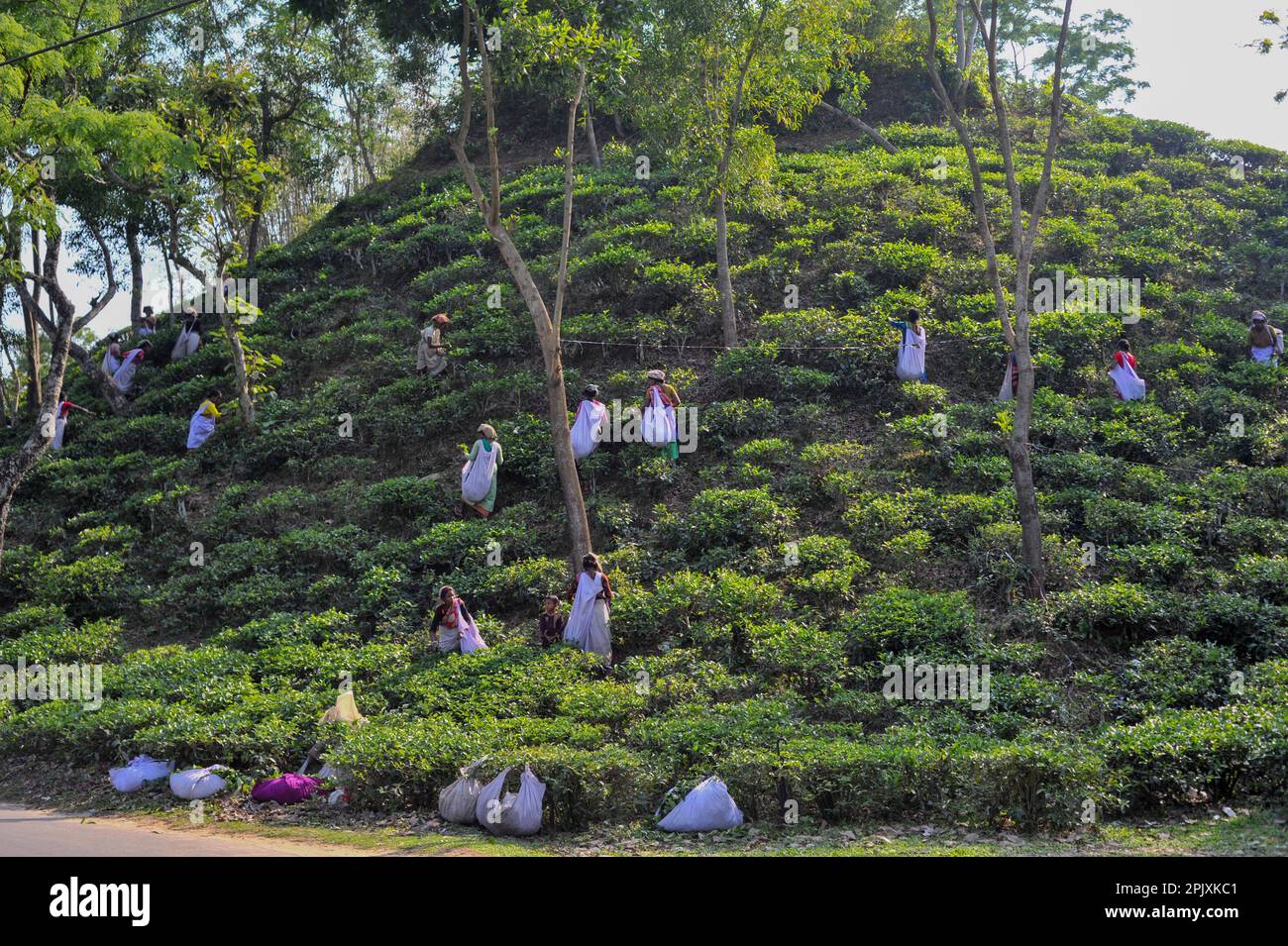 03 April 2023 , Sylhet-Bangladesh: Tea pluckers are plucking tea leaves ...