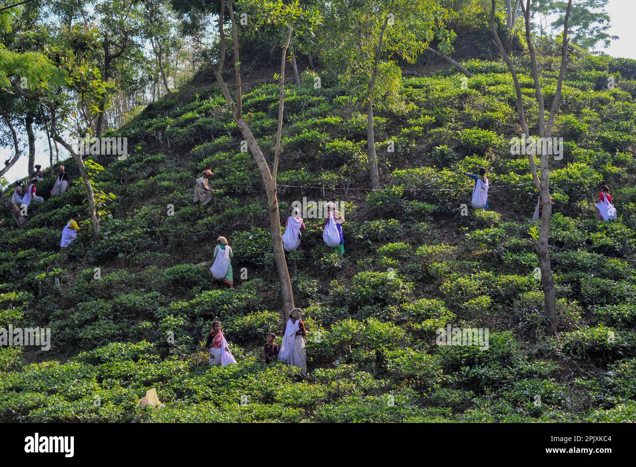 Tea garden in sylhet bangladesh hi-res stock photography and images - Alamy