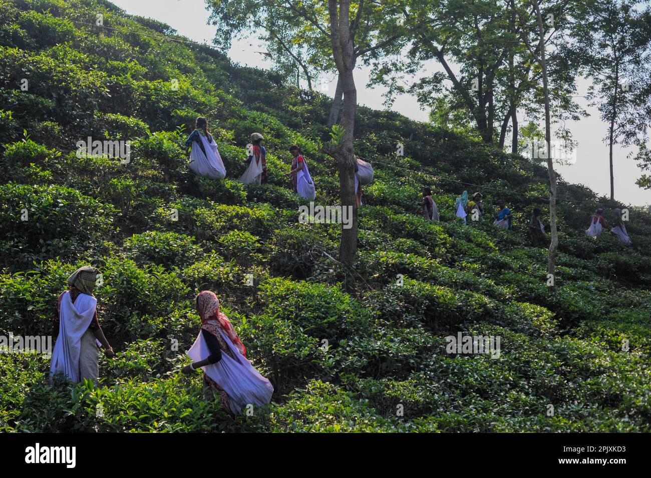 Tea garden in sylhet bangladesh hi-res stock photography and images - Alamy