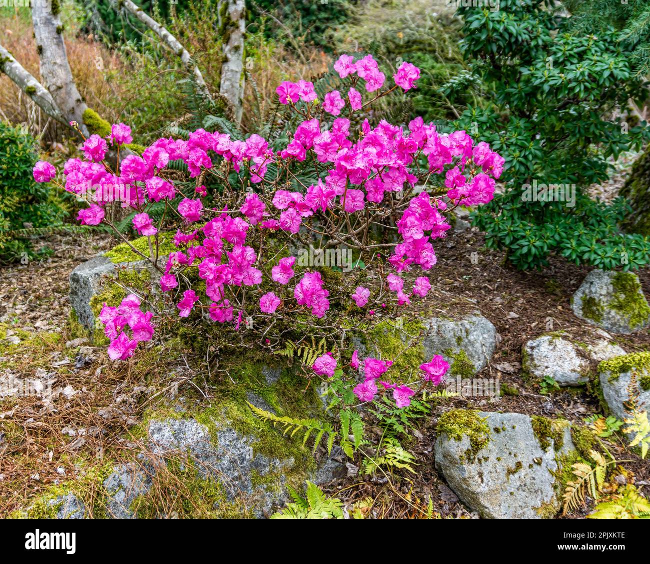 Pink spring blossoms at the Bellevue Botanical Garden in Washington ...