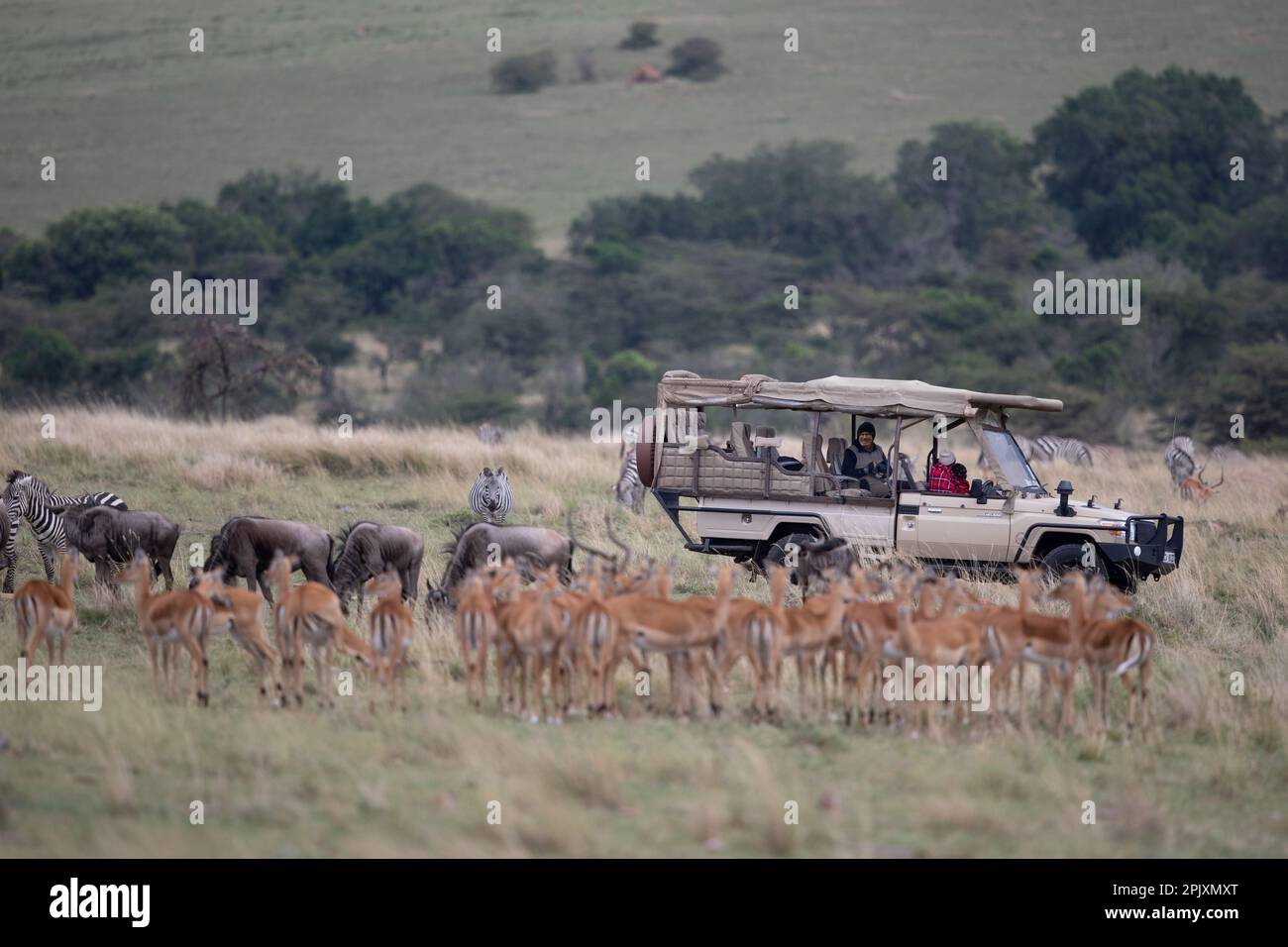 Close to wild animals - a safari vehicle with tourist right in front of ...