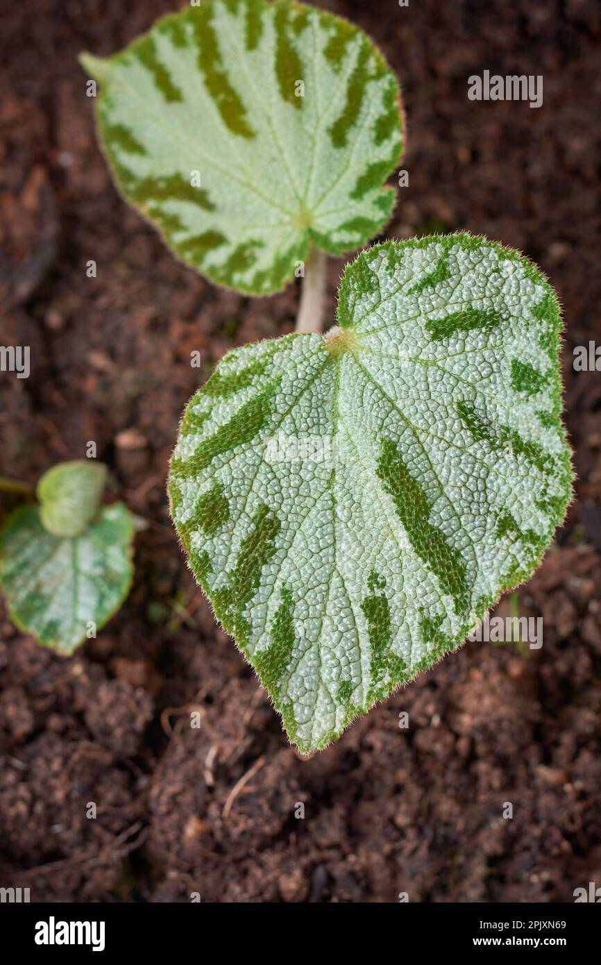 close-up of begonia plant in the garden, begonia imperialis, ornamental ...