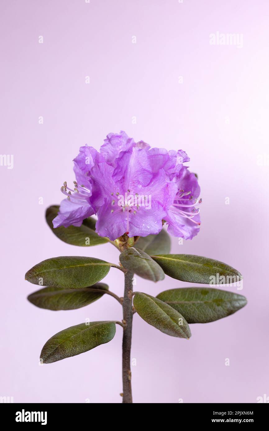A dark pink rhododendron flower on a light pink background Stock Photo ...