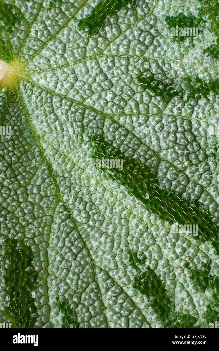 close-up macro view of begonia plant leaf surface, silvery green hairy ...