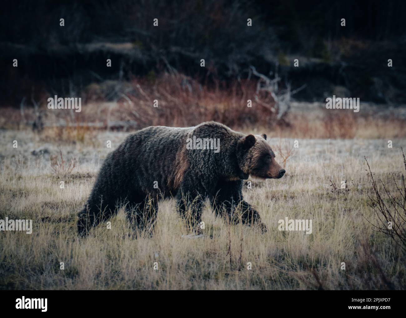 Grizzly bear in the Canadian wilderness in Kananaskis Country, Banff ...