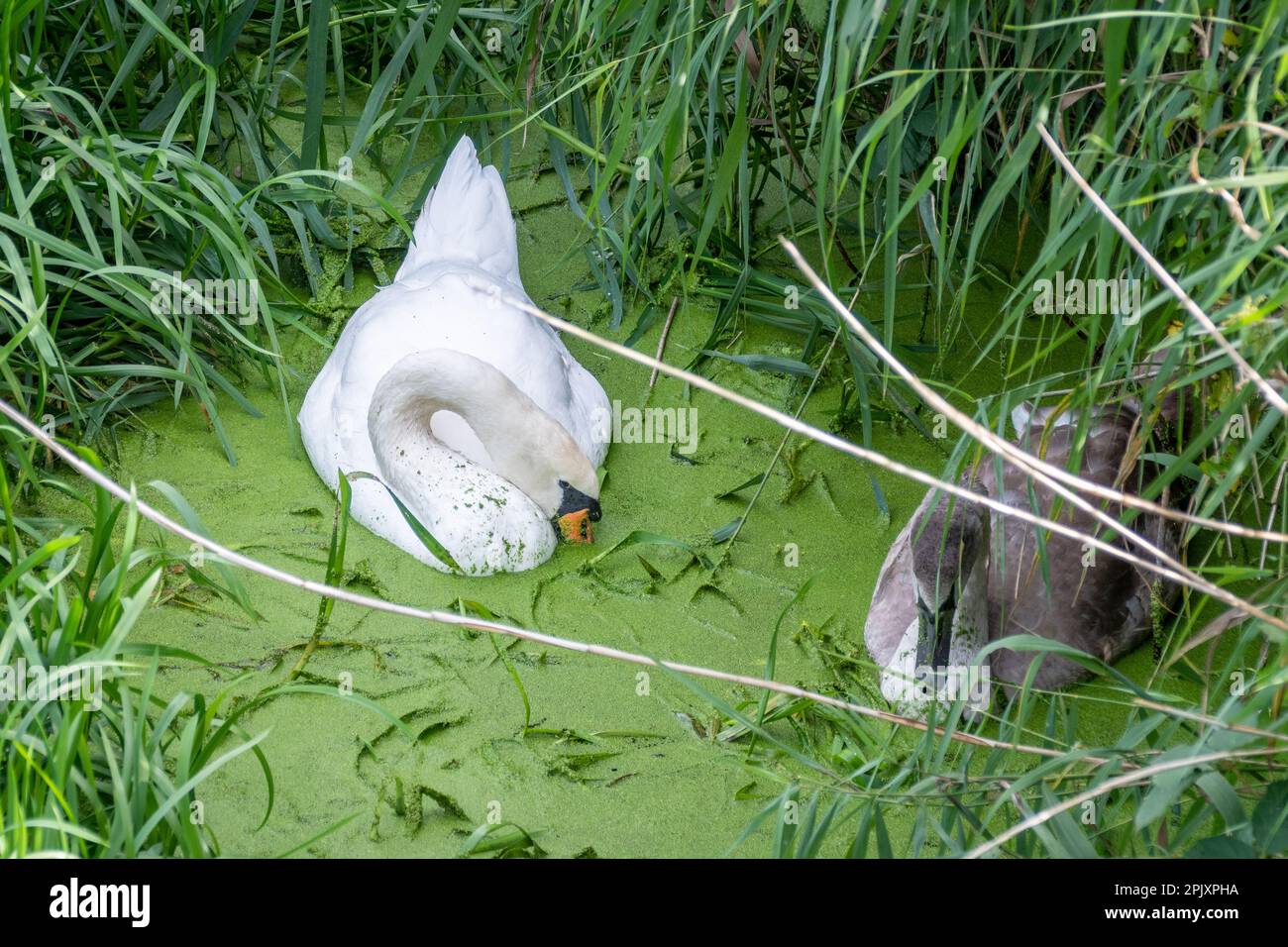 An adult mute swan, Cygnus olors, and a half grown cygnet in a ...