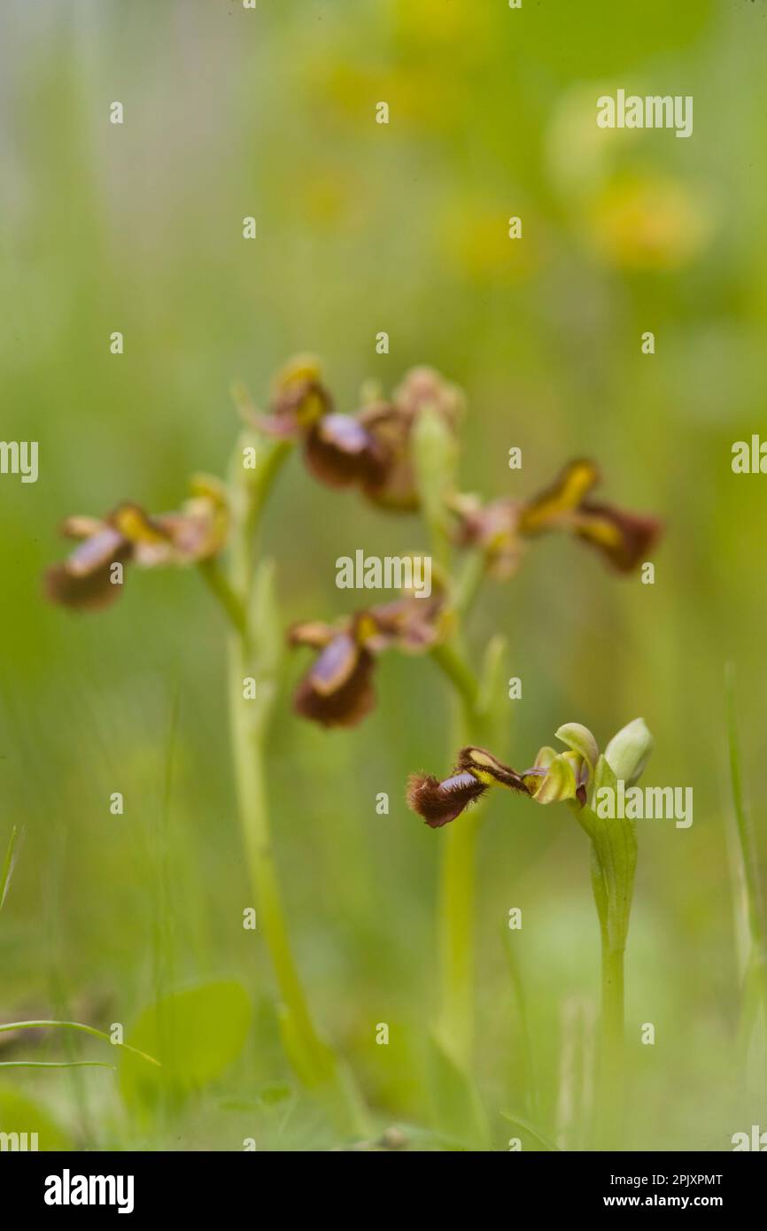 Orchidea (Ophrys speculum). Sassari, 7 fontane, Sardegna, Italia Stock ...