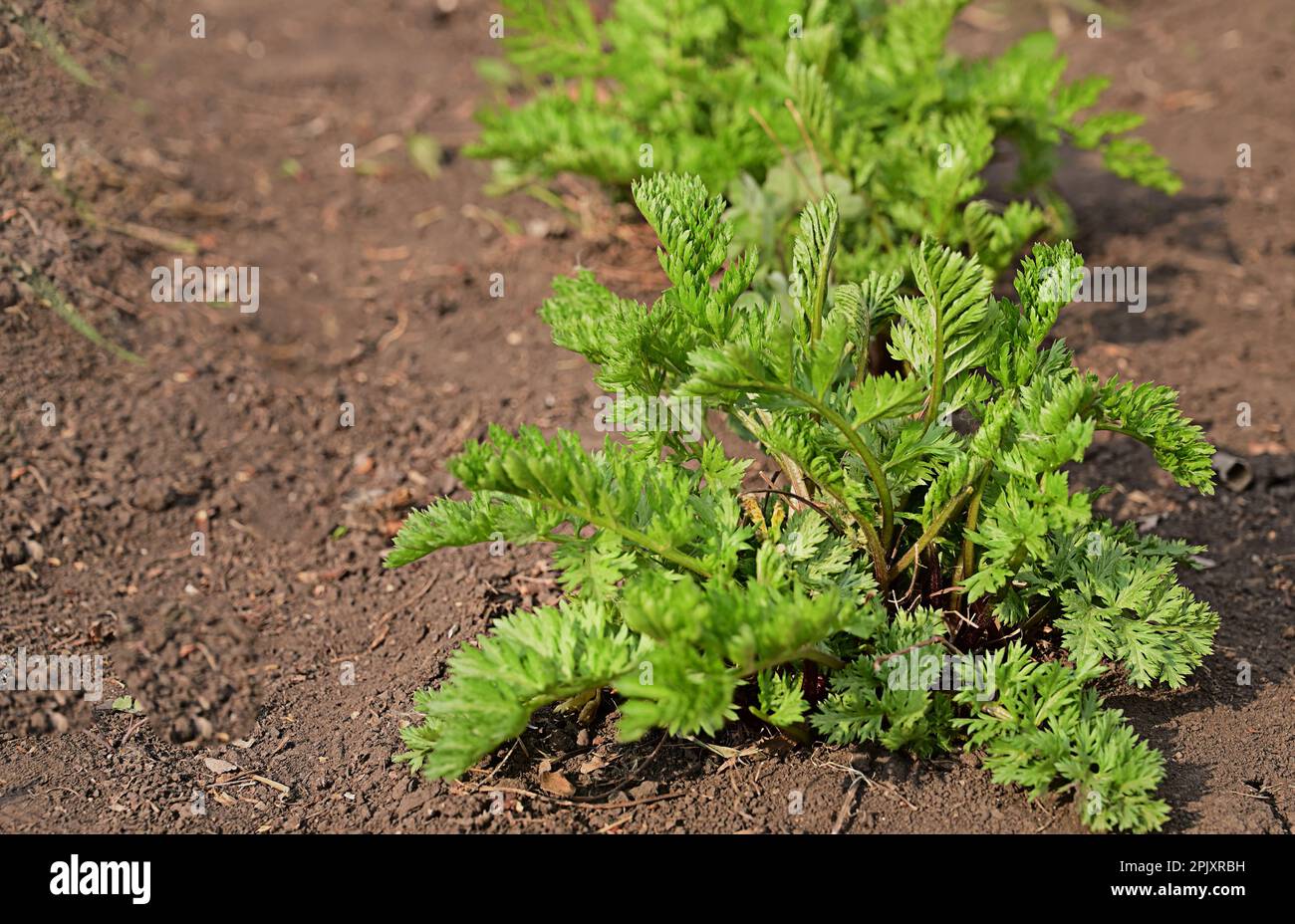 Close-up of the hands of a young Caucasian woman planting a blooming ...