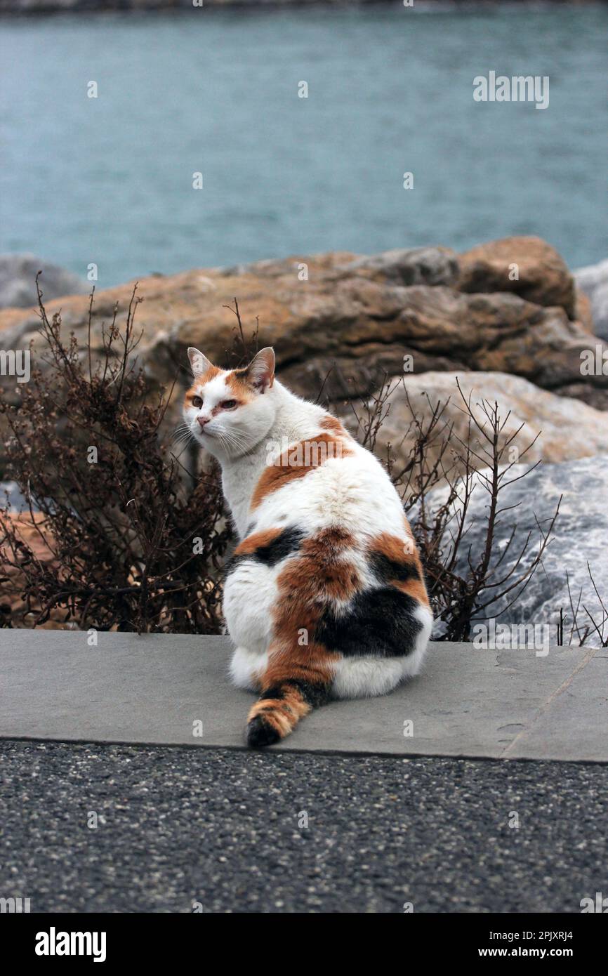 european cat sitting on seafront in Portovenere, Italy Stock Photo - Alamy
