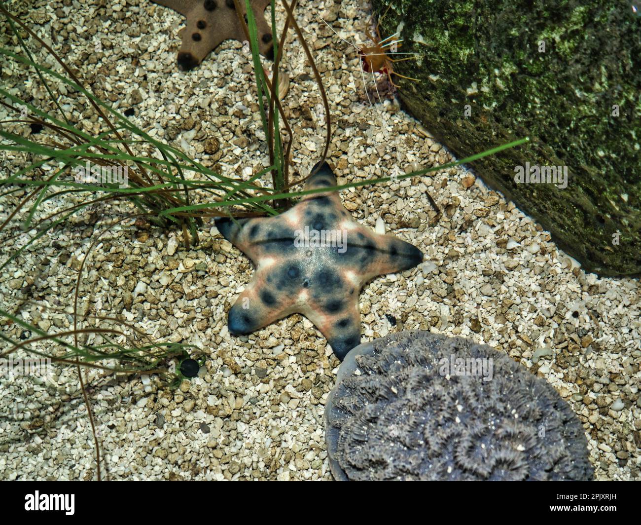 Chocolate Starfish Saltwater